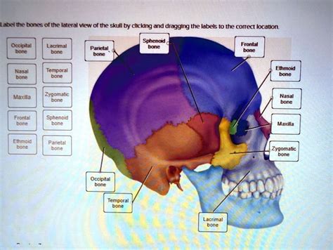 Solved Label The Bones Of The Lateral View Of The Skull By Clicking