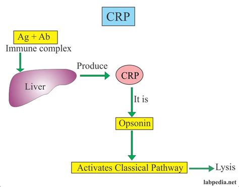 C Reactive Protein Crp High Sensitivity C Reactive Protein Hs Crp