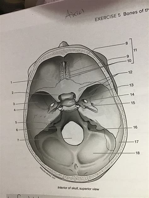 Anatomy Interior Of Skull Superior View Diagram Quizlet