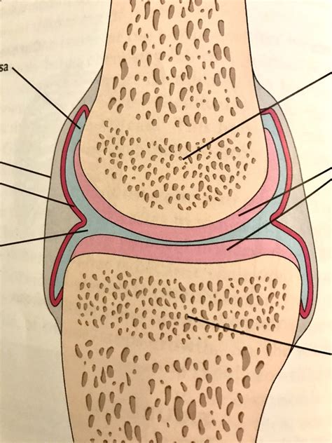 Anatomy Module Synovial Joint Diagram Quizlet