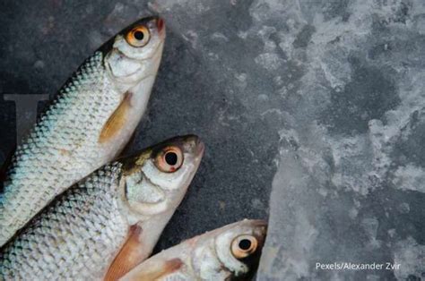 Jenis Ikan Yang Baik Dikonsumsi Penderita Darah Tinggi Ini 5 Jenis