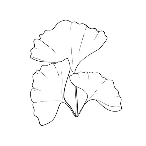 Tres hojas de eclosión de ginkgo biloba Dibujo lineal de planta médica