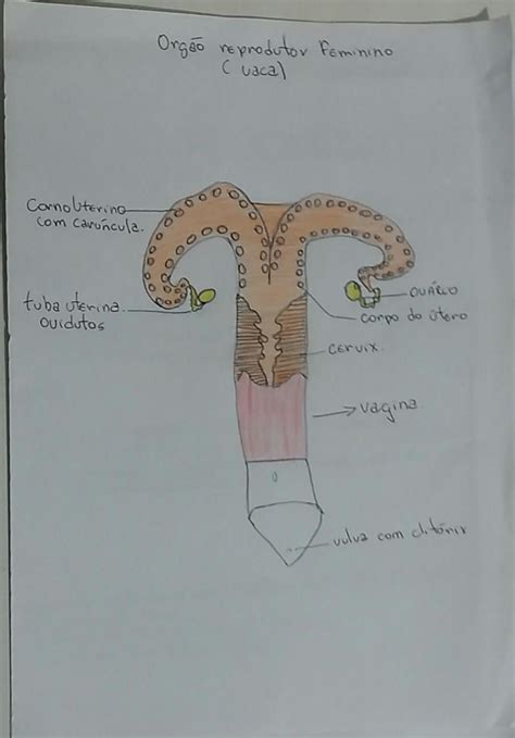 Sistema Reprodutor Feminino Da Vaca Anatomia Dos Animais Domesticos