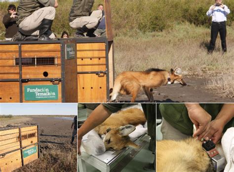 Sorprendente revelación sobre la presencia del aguará guazú Canal Verte