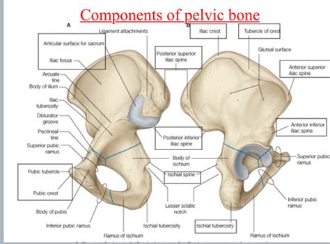 Pelvic Osteology And Lumbar Plexus Flashcards Quizlet