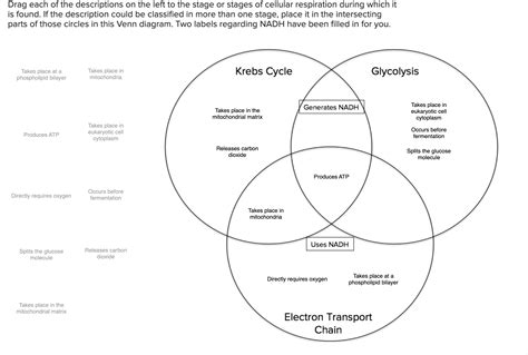 Solved Drag Each Of The Descriptions On The Left To The Chegg