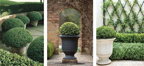 Potted Boxwoods Verandah House Interiors
