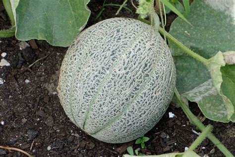 Cómo Plantar y Cultivar Melones Delicias Culinarias