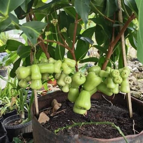 Jual BIBIT JAMBU MADU DELI HIJAU SUPER MANIS ASLI 100 Shopee Indonesia