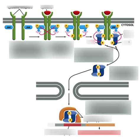 Prolactin Stimulates Milk Production By Activating A JAK STAT