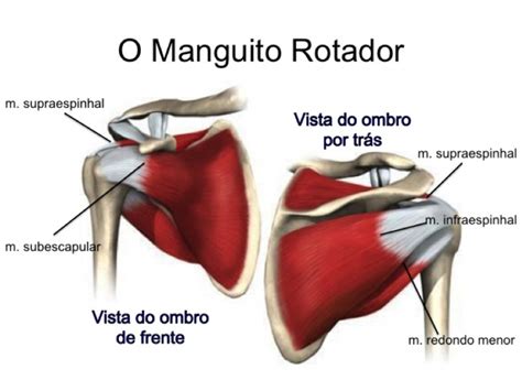 O que é o manguito rotador entenda como ele causa tantos problemas