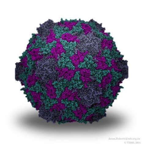 Enterovirus D68 Infections In North America Virology Blog