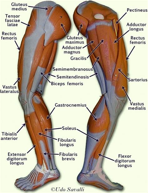 Human Leg Muscles With Labels Anatomy System Human Body Anatomy
