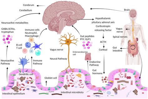 The Gut Microbiotabrain Axis In Neurological Disorder Cn Social