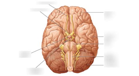 Inferior Brain