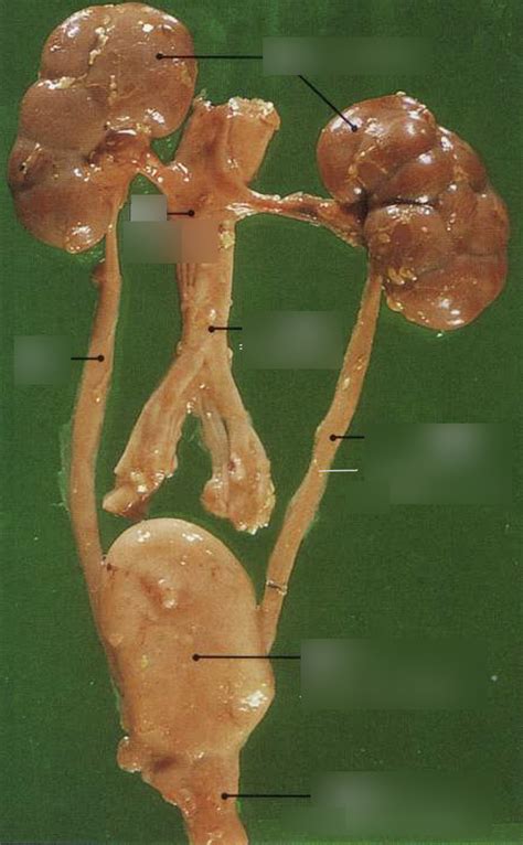 Photo Appareil Urinaire Diagram Quizlet