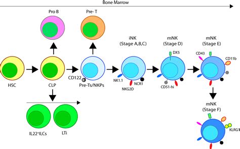 What Do Natural Killer Cells Recognize