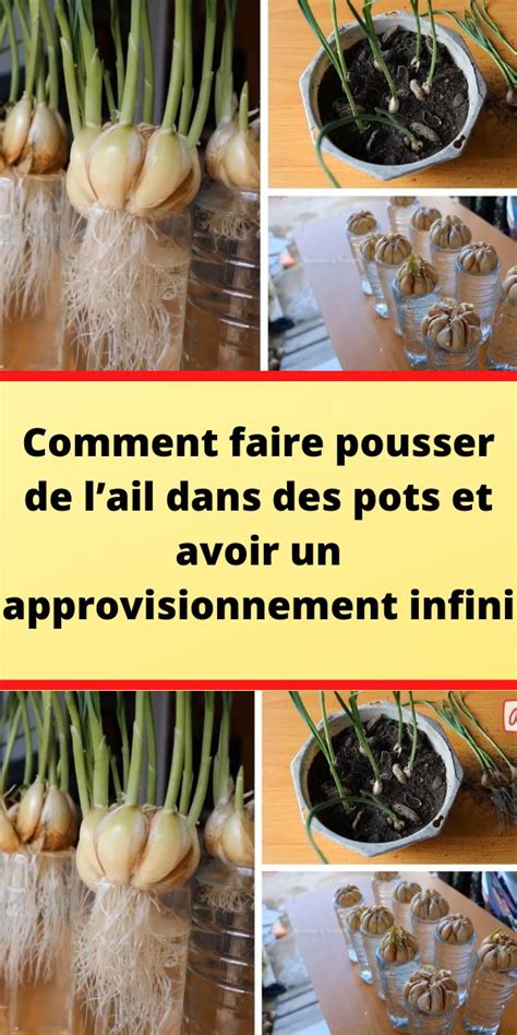 Comment Faire Pousser De Lail Dans Des Pots Et Avoir Un