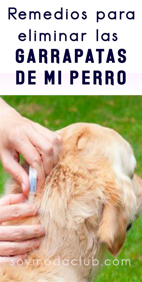 Remedios Caseros Para Eliminar Las Garrapatas De Mi Perro Soy Moda