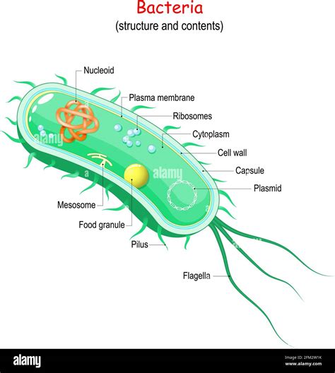 célula bacteriana Estructura y anatomía Ilustración vectorial Imagen