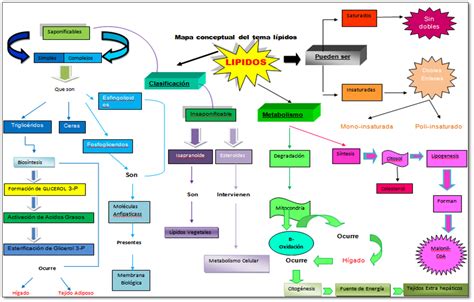 Conociendo La Bioqu Mica Metabolismo De Lipidos