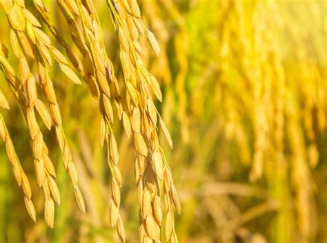 Os Maiores Produtores De Arroz Do Brasil Blog Da Superbid