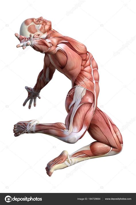 Representación 3D de una figura de anatomía masculina con mapa muscular