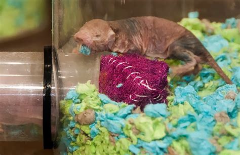 Pacific Science Center Life Sciences The Th Naked Mole Rats