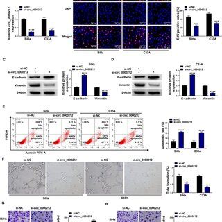 Circ 0000212 Silencing Inhibits Tumor Malignant Phenotypes And