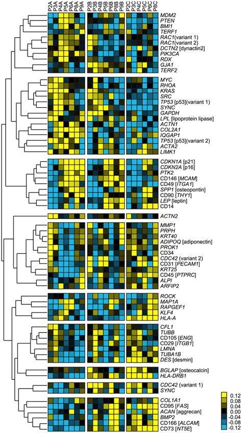 Heat Map Of Gene Expression Transitions And Passage Numbers Genes Were