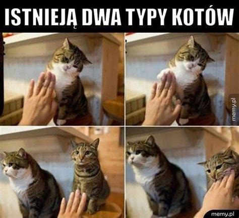 Typowy Kot Najlepsze Memy I Obrazki O Kotach Mieszne Memy Z Kotami W