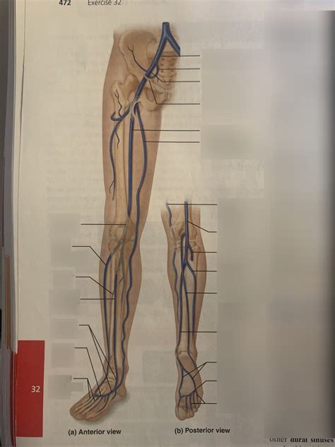 Veins Of The Right Pelvis Lower Limbs Diagram Quizlet