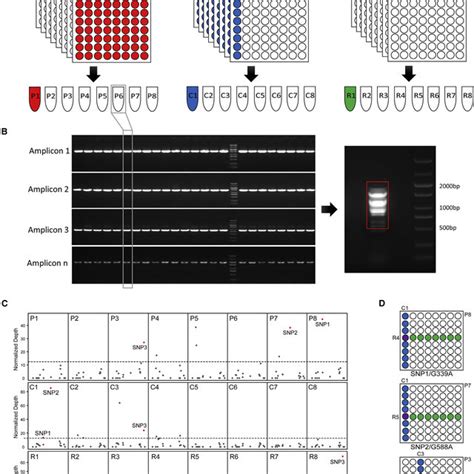 tilling by amplicon seq a a subpanel with 512 m 2 individual dna download scientific diagram
