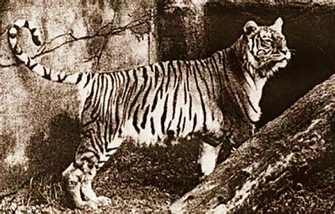 Cuándo y cómo se extinguió el tigre de Bali Sooluciona