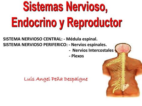 Sistema nervioso endocrino y reproductor Luis Angel Peña Despigne