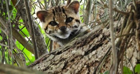 Esp Cie Rara De Gato Silvestre Fotografada Pela Vez No Rio