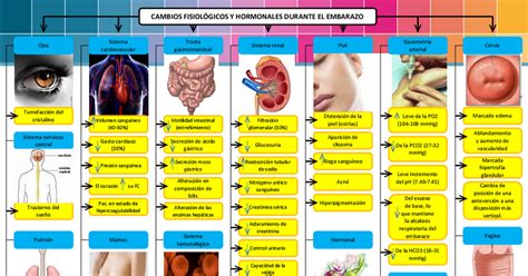 Esquema Cambios Fisiol Gicos Durante El Embarazo Y Parto Pptx