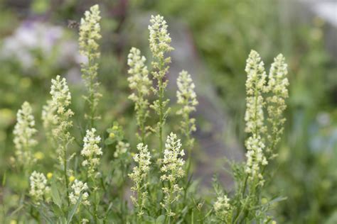 Reseda Flower Meaning Best Flower Site