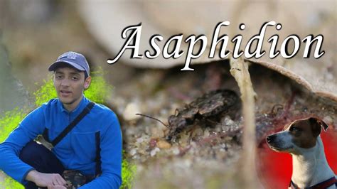 Gli Asaphidion Mini Documentario Youtube