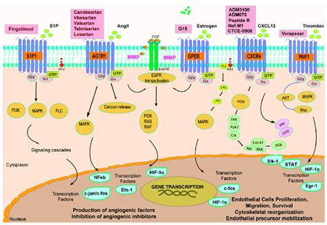 Schematic Representation Of The Most Relevant Gpcrs Ligands