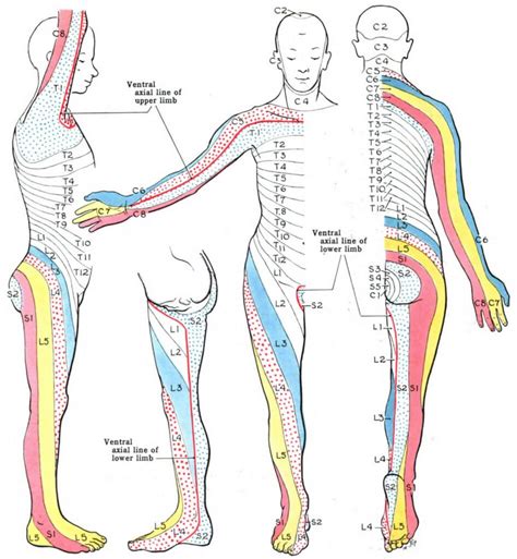Number Nerves In Dermatome C8 Dermatomes Chart And Map