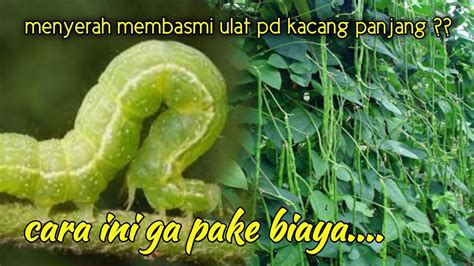 Cara Mengendalikan Ulat Kacang Panjang Jika Pake Insektisida Sudah