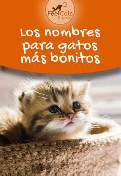 Top Nombres Para Gatos M S Bonitos Y Originales Feelcats