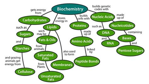 Biomolecules Diagram