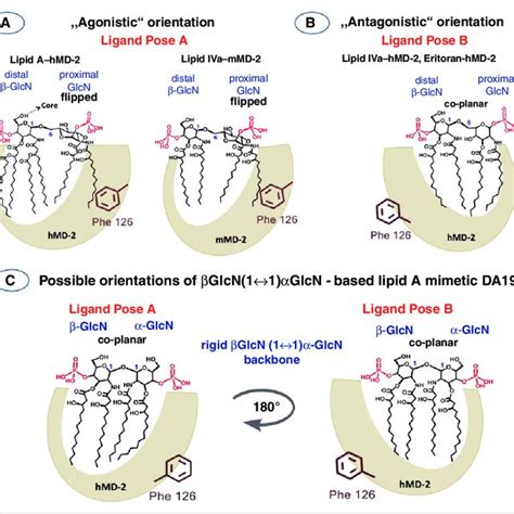 Electrostatic Interactions At The Rim Of The Binding Pocket Of HMD 2