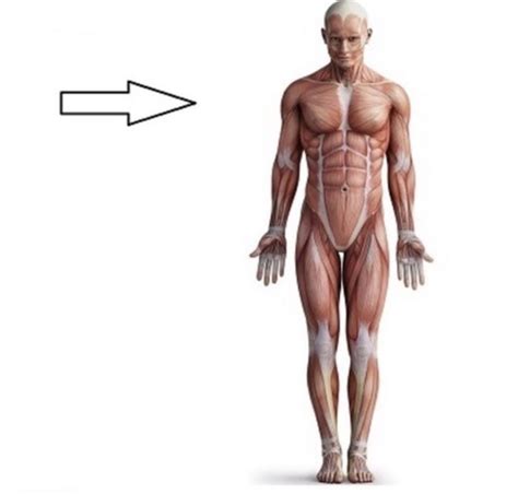 Bl Introduction To Human Anatomy Flashcards Quizlet