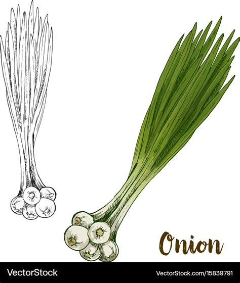 Color Realistic Sketch Of Green Onion Royalty Free Vector