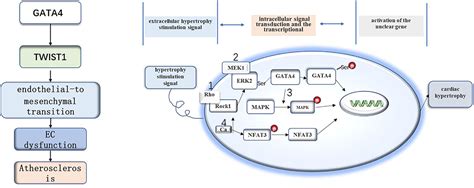 Frontiers DNA Damage Response And GATA4 Signaling In Cellular