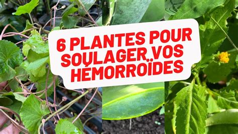 Rem Des Naturels Contre Les H Morro Des D Couvrez Plantes Du Jardin