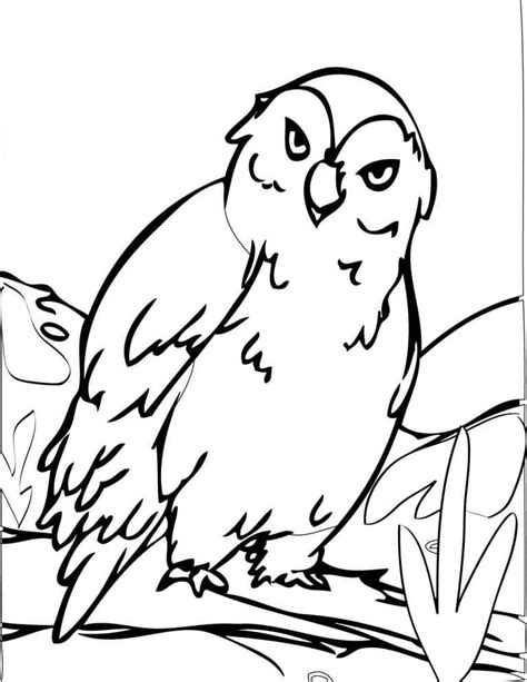 Desenhos De Uma Coruja Para Colorir E Imprimir ColorirOnline